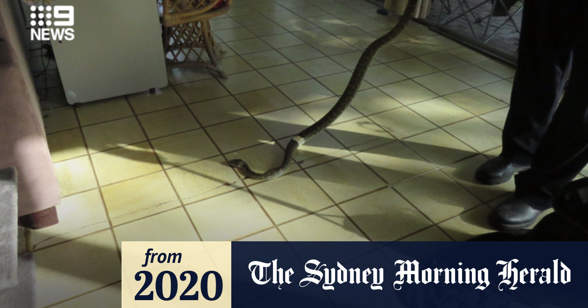 Video: Couple find two metre snake in bedroom