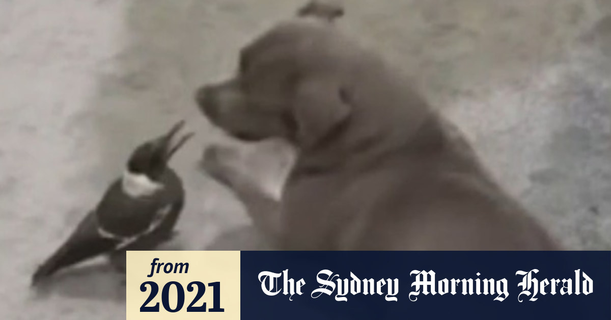 Video: Dog and Magpie friendship