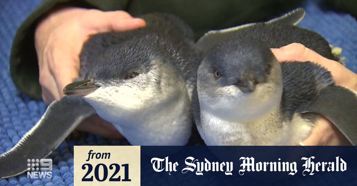 Video: Penguins wash ashore in Victoria