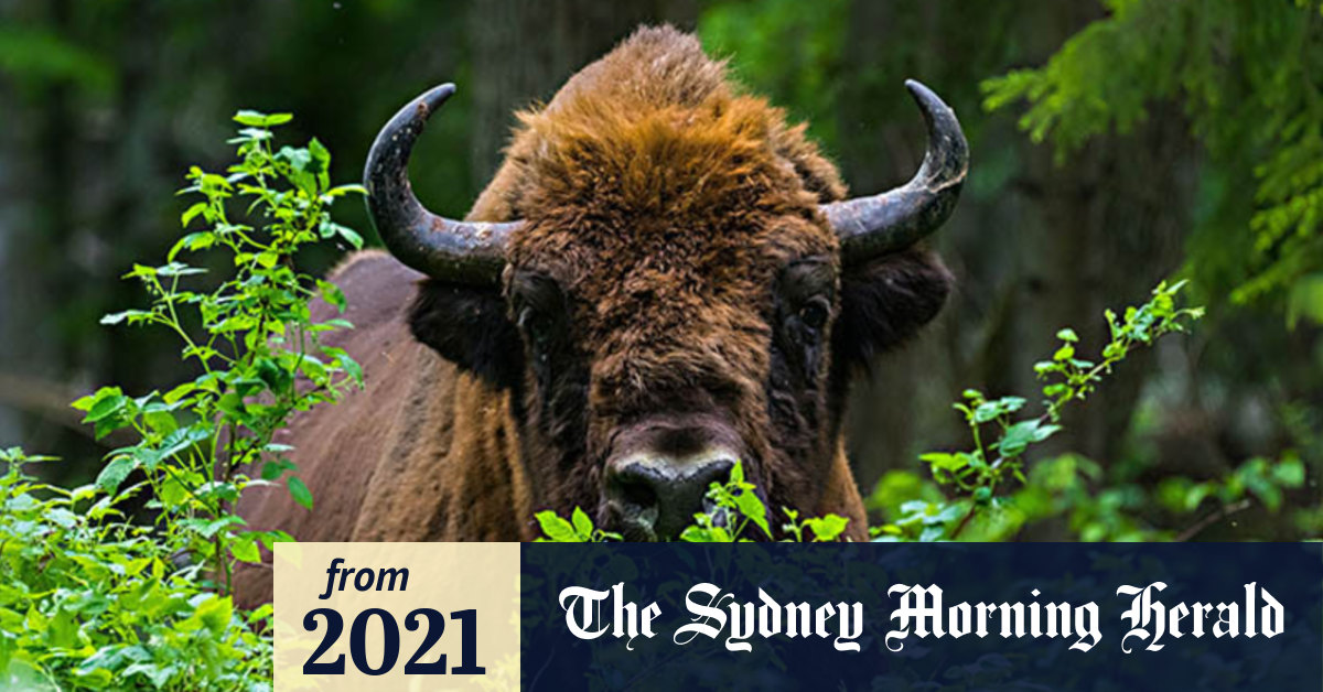 Video: Wanted: The UK’s first bison rangers