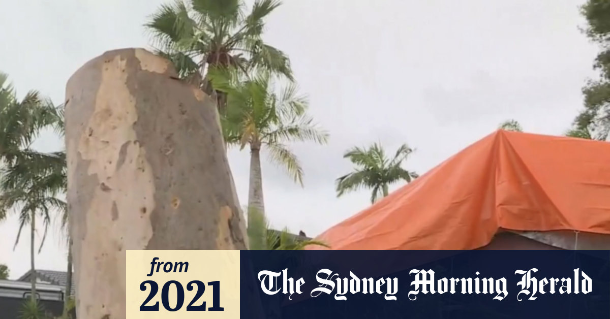 Video: Monster clean-up after Sunshine Coast storm