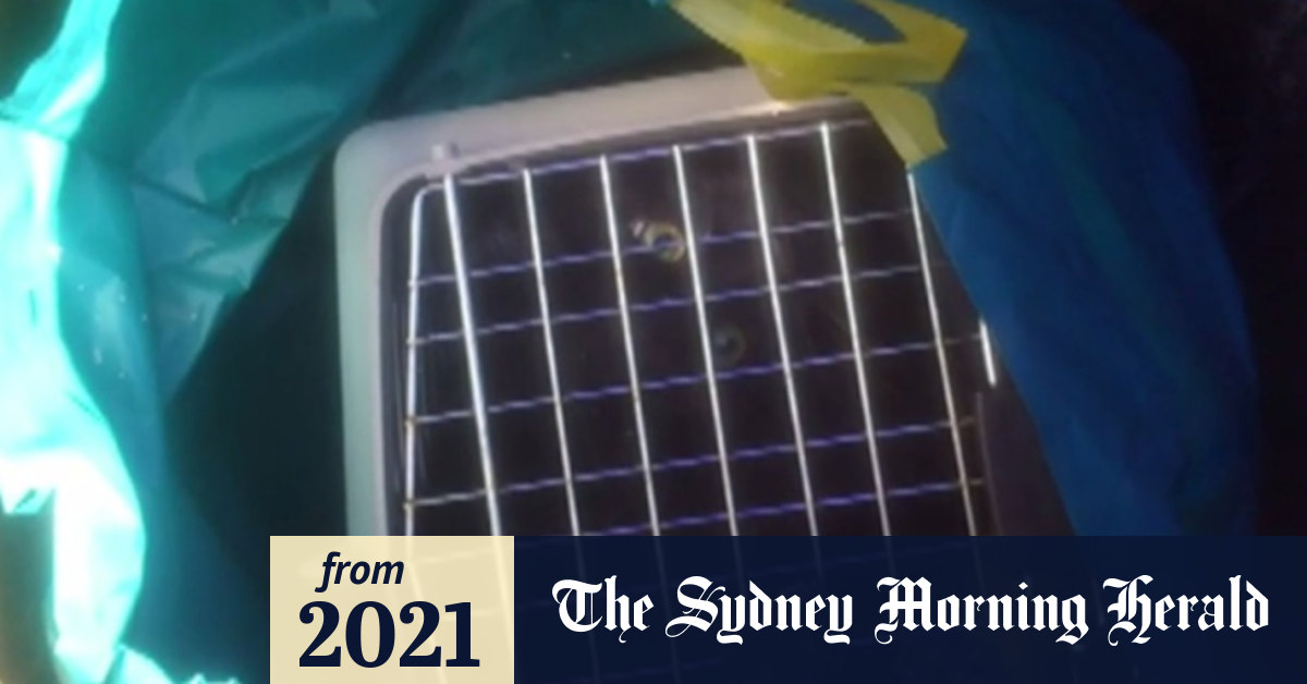 Video: Cat dumped in rubbish bin