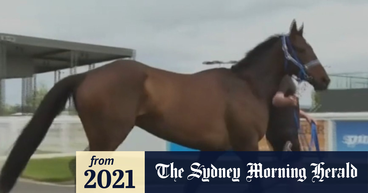 Video: Flemington hosts its first Melbourne Cup crowd in two years