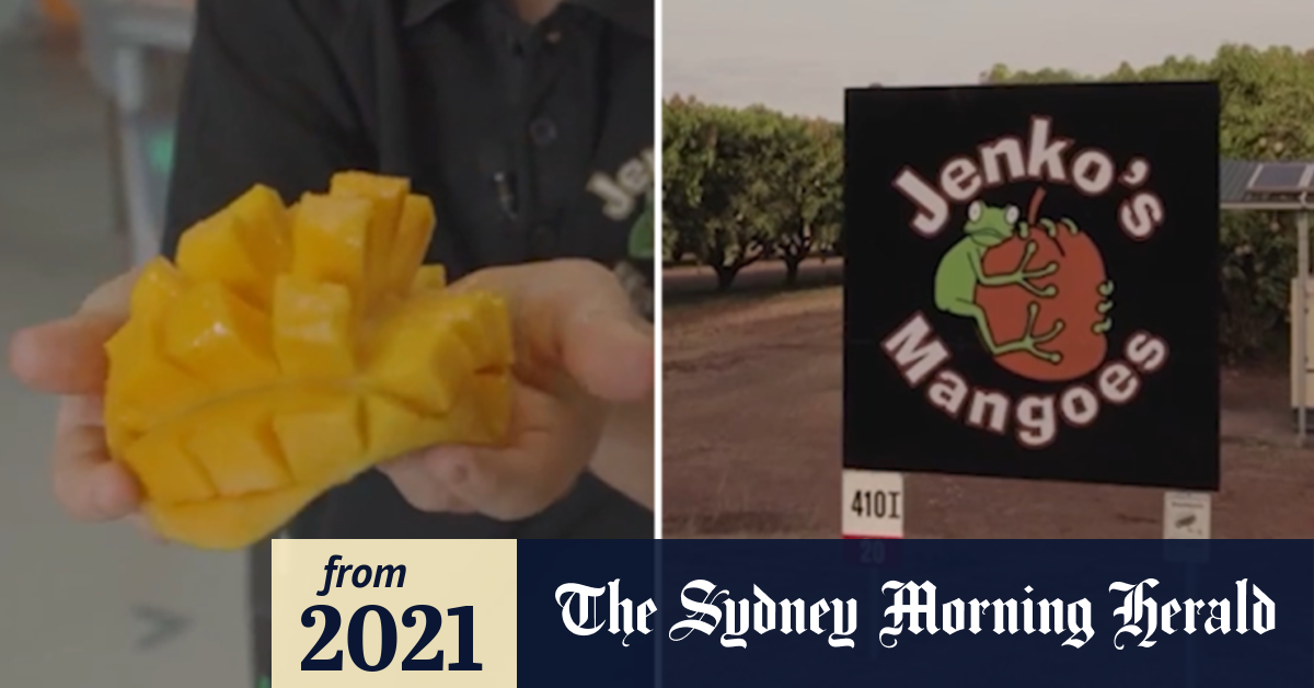 Video: Mango season launches early