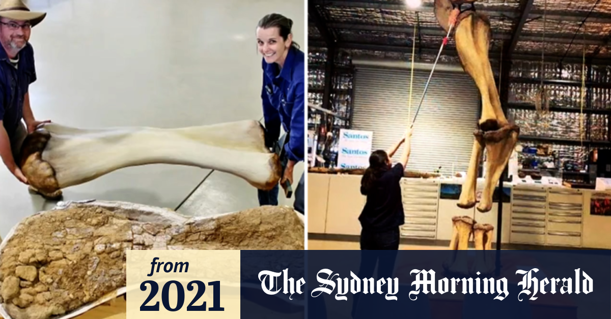 Video: Bones found in Queensland 'belong to the country's largest ...