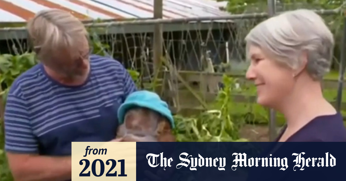 Video: Doug the ugly New Zealand potato could be world's biggest