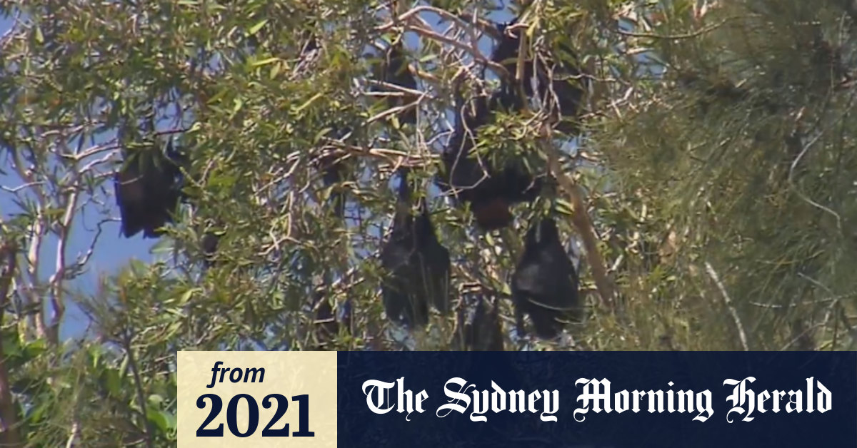 Video: Councillor Hermann Vorster is calling for a review of local bat ...