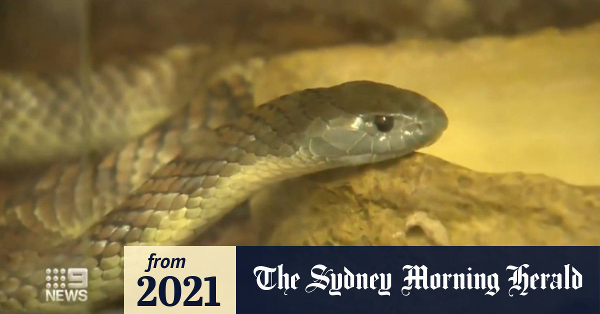 Video: Deadly snake bites Bayside catcher