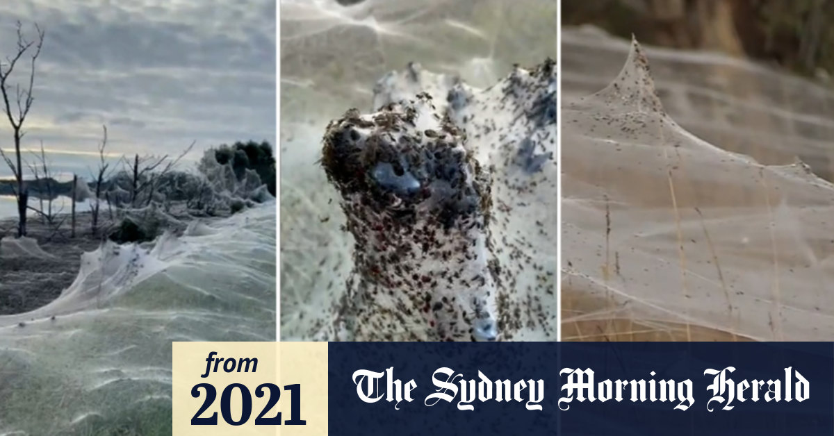 Video: Victoria facing spider plague after floods