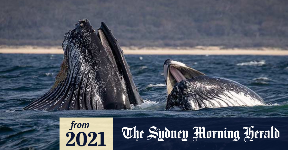 Video: Humpback whale numbers are booming