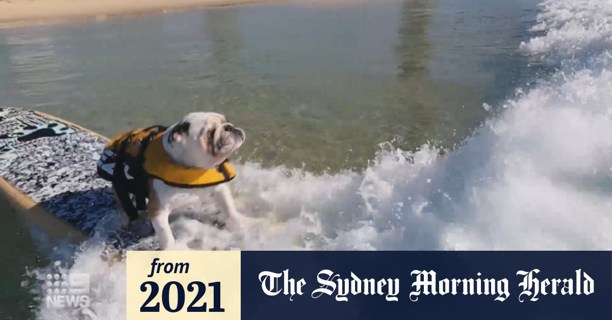 Video: Gold Coast French bulldog a surfing natural