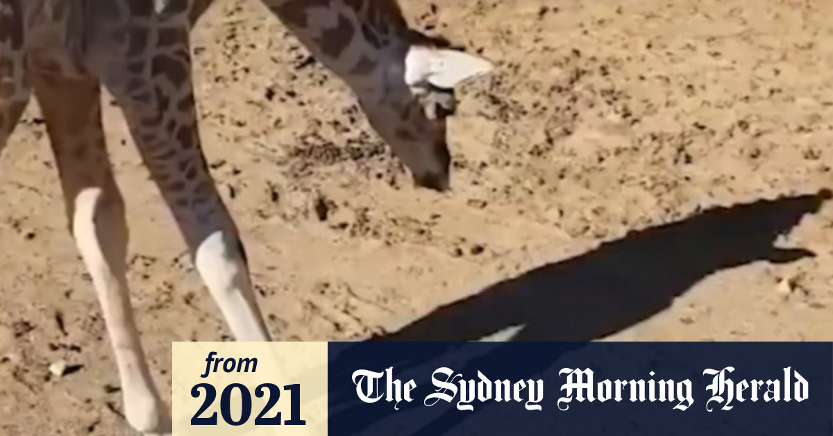 Video: Baby giraffe discovers her shadow