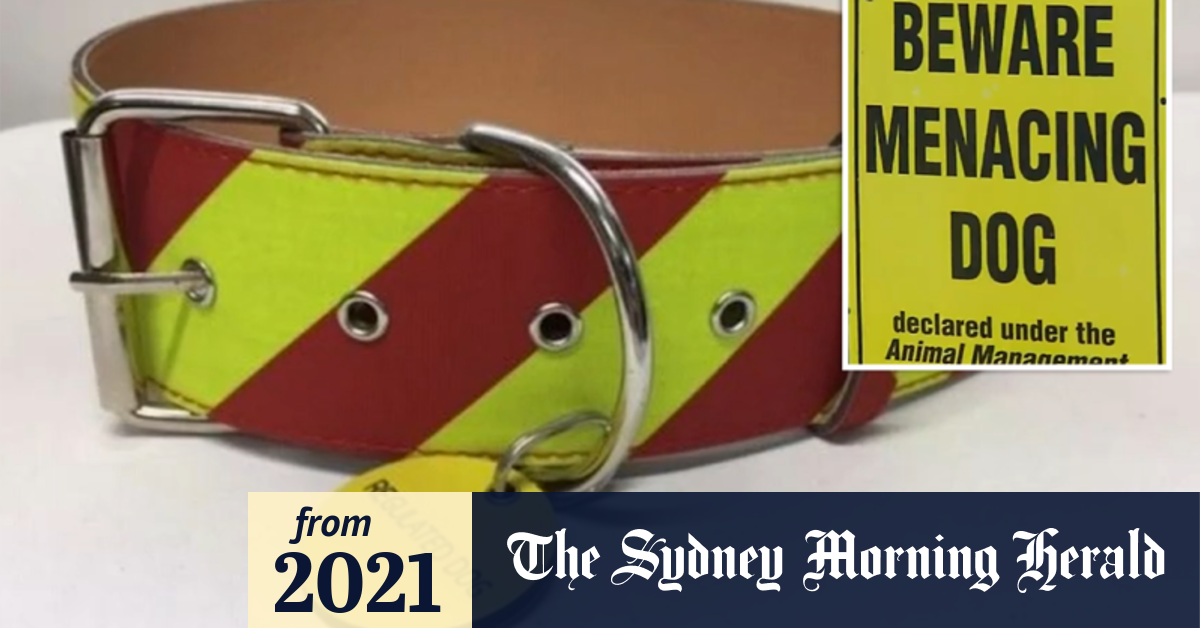 Video: New collars now mandatory for Queensland's dangerous dogs