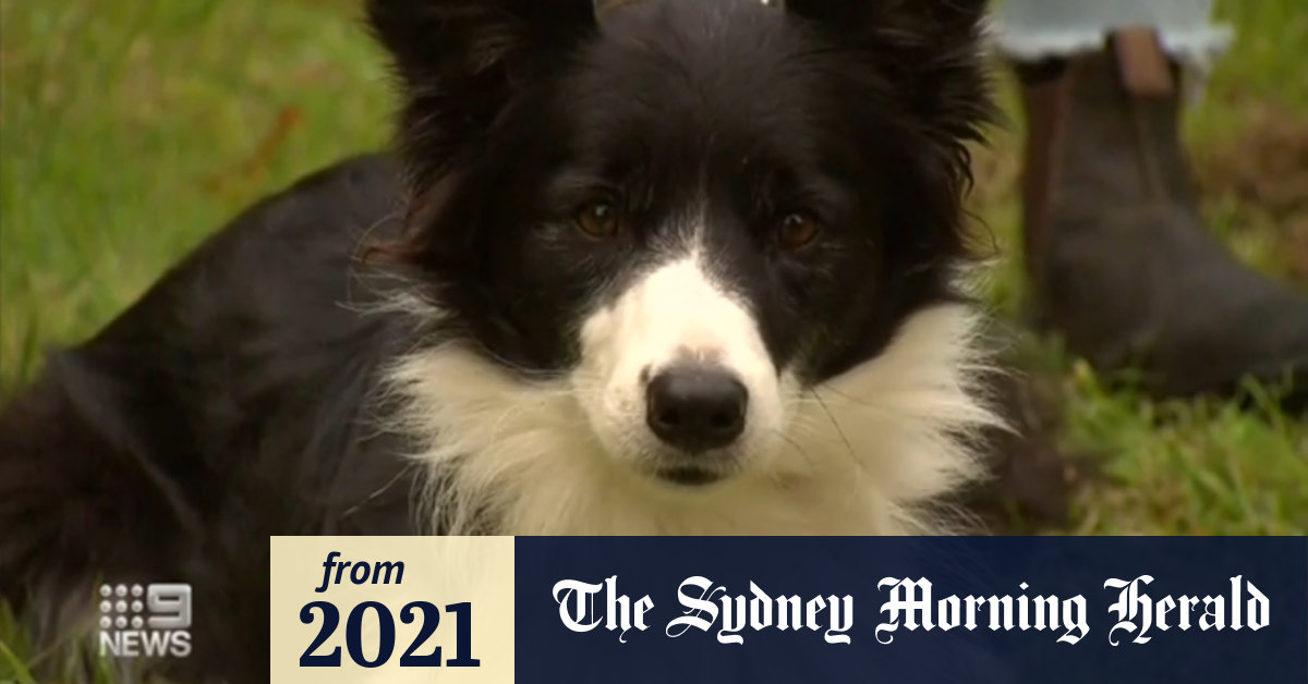 Video: Border collie dog rescued by police 200m out to sea