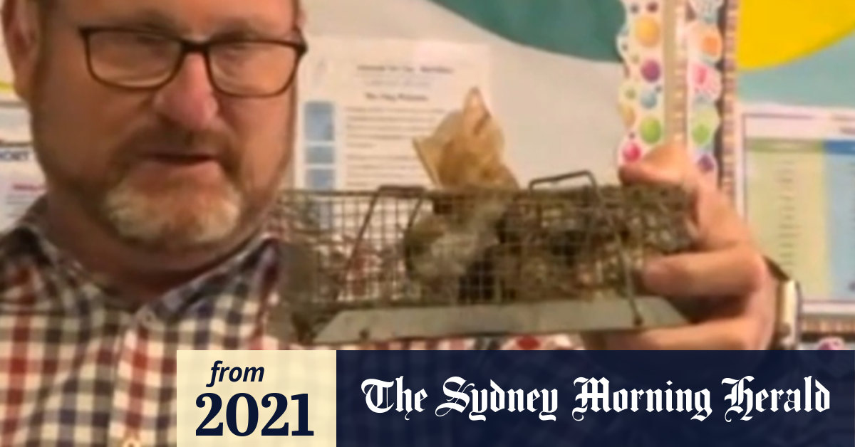 Video: NSW mouse plague