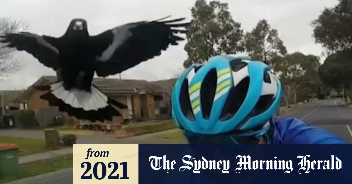Video: Magpie swooping season has begun