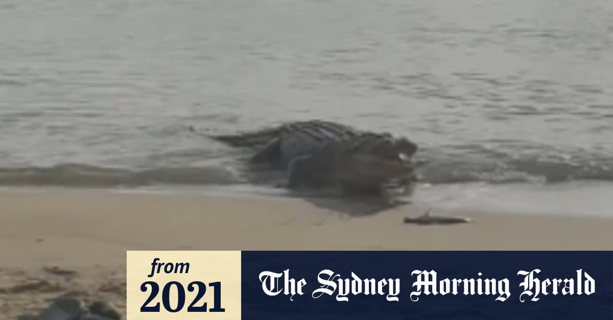 Video: Monster croc emerges on the sand to snap up shark