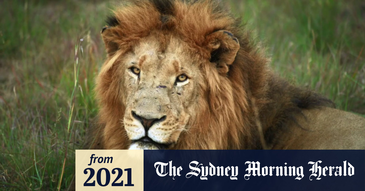 Video: Lion Spy: trailer