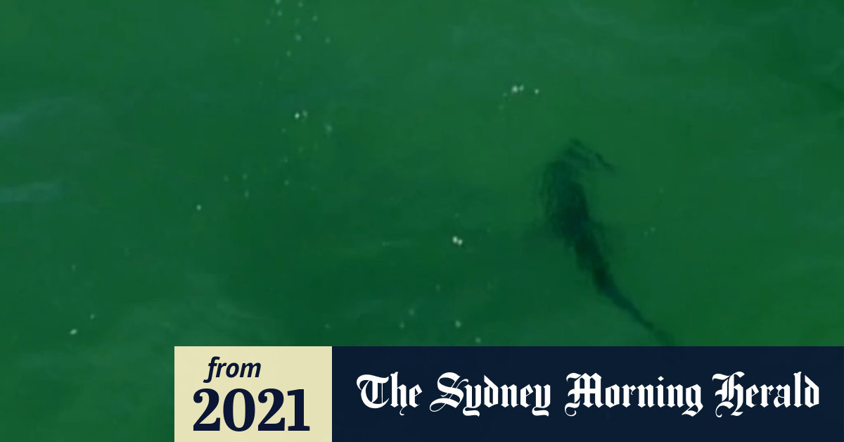 Video: Shark spotted on Victoria beach