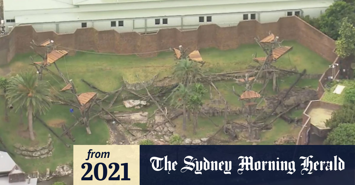 Video: Chimp escapes enclosure at Sydney zoo