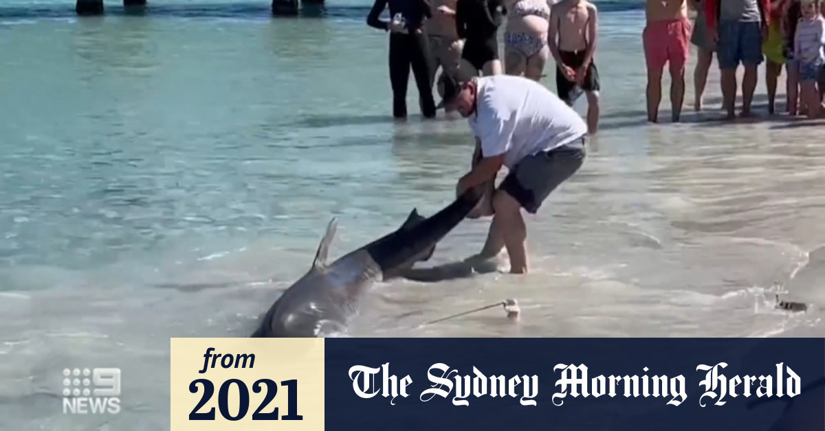 Video: Perth fisherman catches 2.5m tiger shark