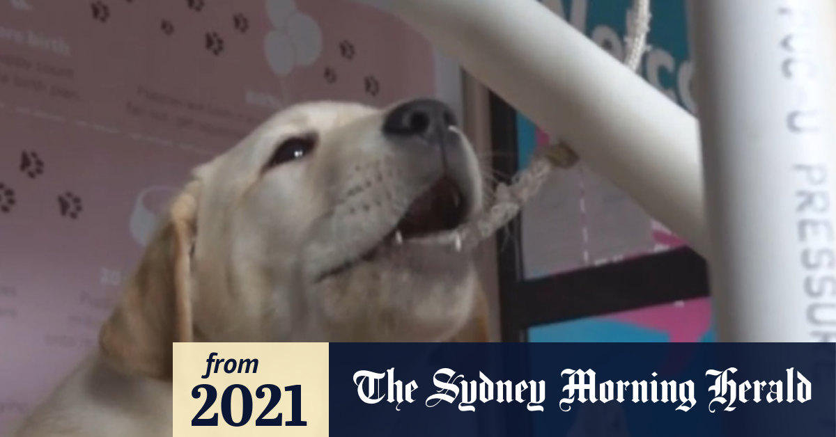 Video: Guide dogs get namesakes from popular children's television show