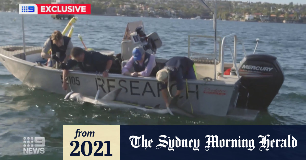 Video: New world-leading shark tagging program