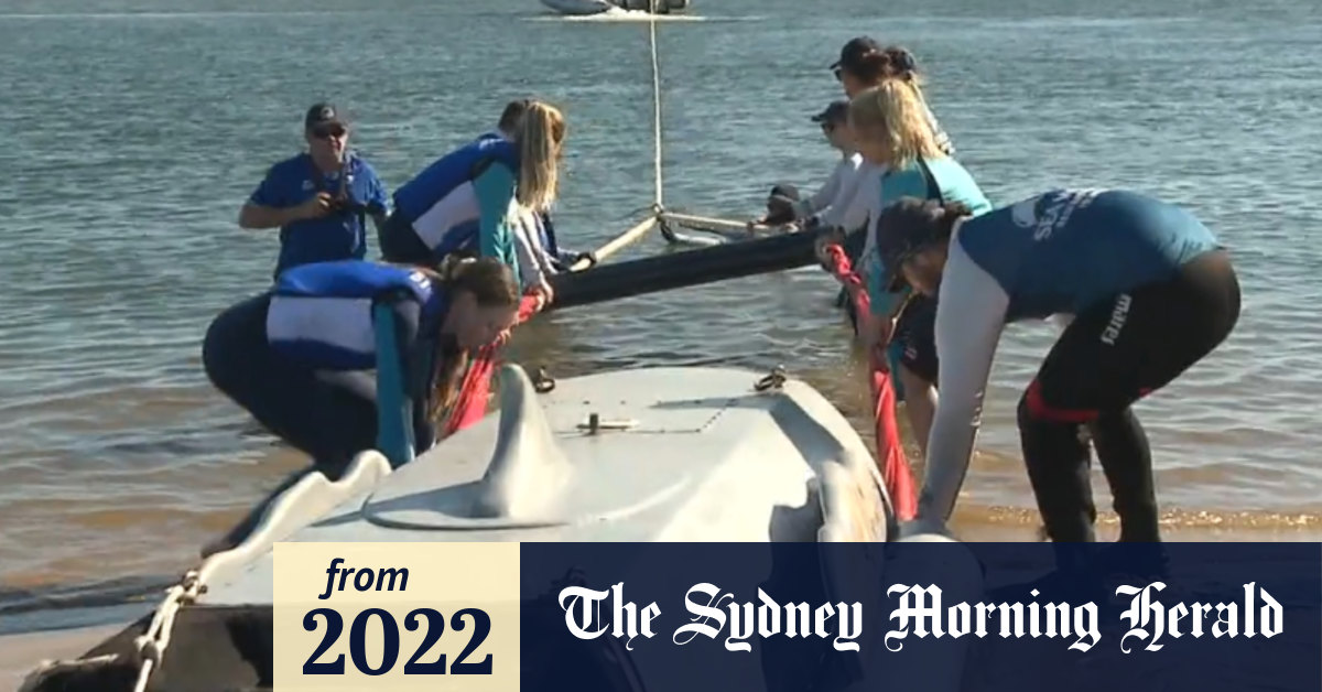 Video: Sea World staff undertake rescue training ahead of busy whale season