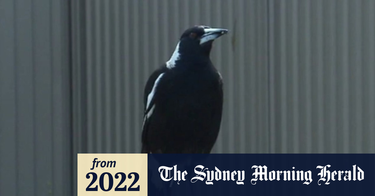 Video: Magpie swooping season to start in Spring