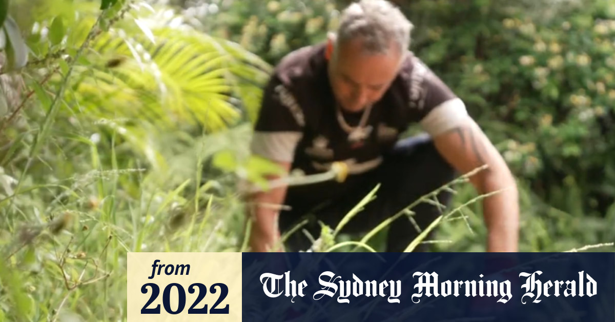 Video: How to make money from weeds swamping Sydney lawns
