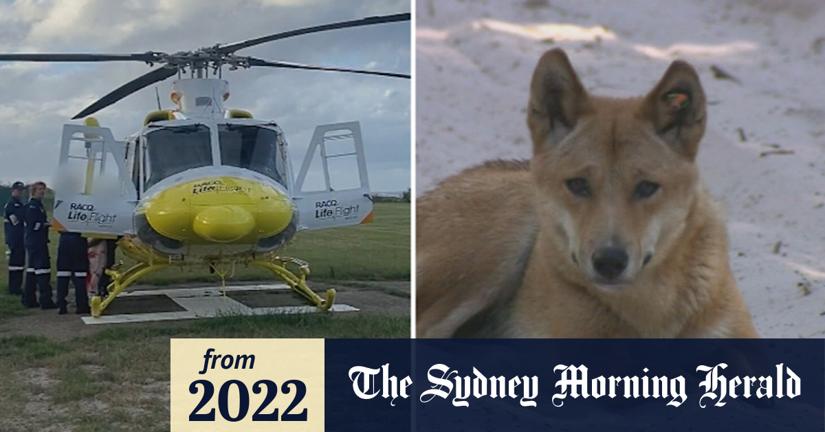 Video: Dingo attack leaves five-year-old in hospital