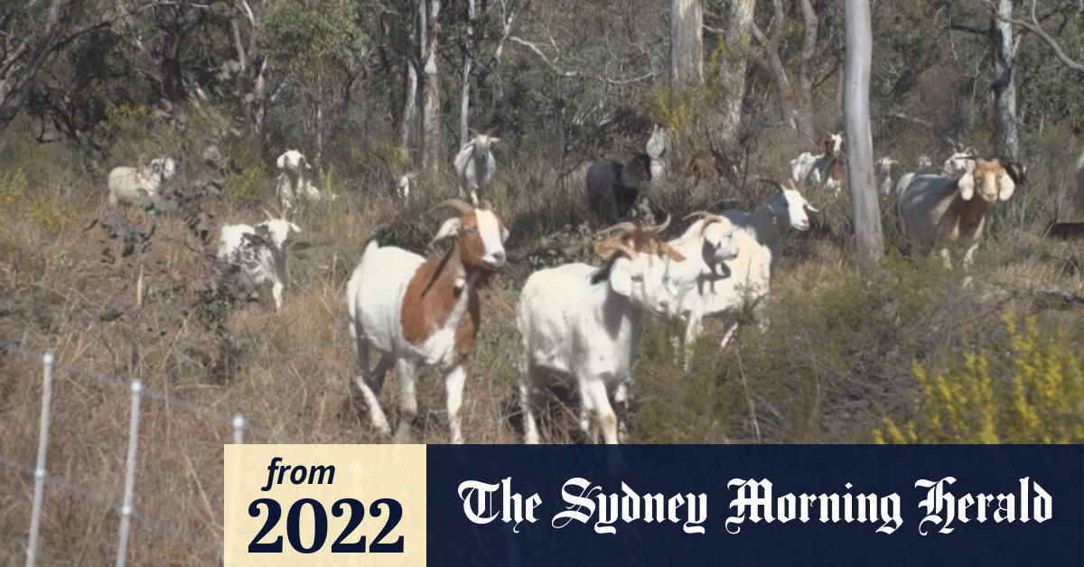 Video: RFS unveil secret weapon in fight against bushfires