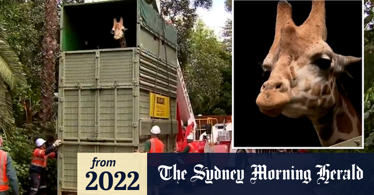 Video: Zoo moving giraffe thousands of kilometres