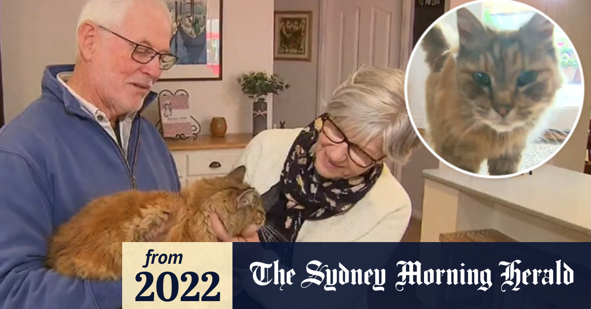 Video: Cat found alive and well after spending 10 days missing in the ...