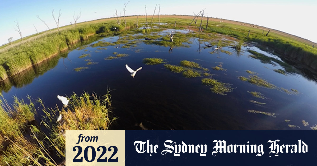 Video: The best year in three decades: How a precious wetland roared ...