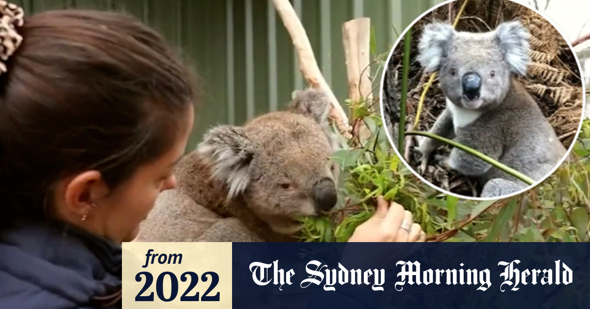 Video: Dehydrated and malnourished koala rescued from cave in Victoria