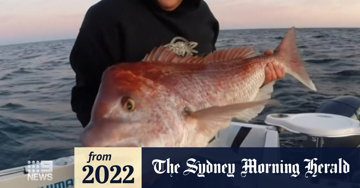 Video: SA fishers hopeful of end to snapper ban Fishers in South ...
