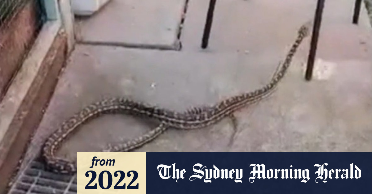 Video: Neighbours concerned after python goes missing in Melbourne's ...
