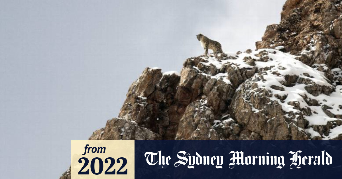 Video: Trailer: The Velvet Queen