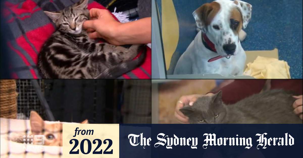 Video: Queensland rescue shelters filled with abandoned pandemic pets