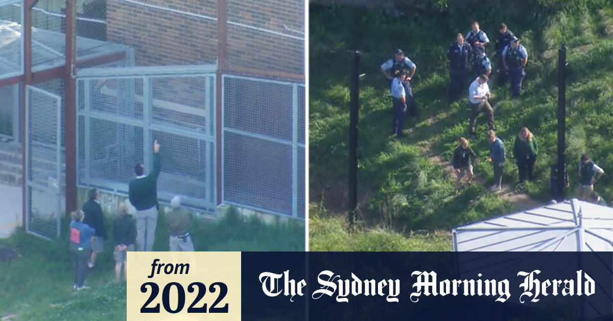 Video: Lions escape at Taronga Zoo