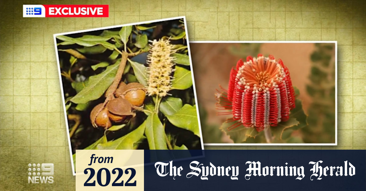 Video: Endangered nightcap oak trees planted across four secret locations