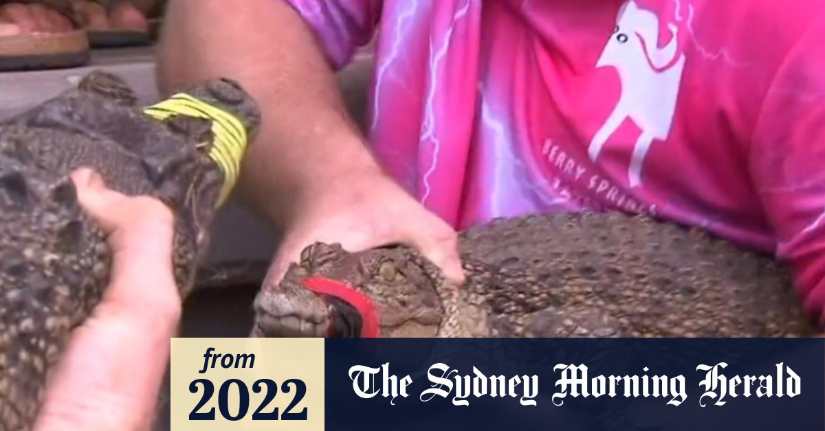 Video: Northern Territory celebrates Melbourne Cup by racing crocs