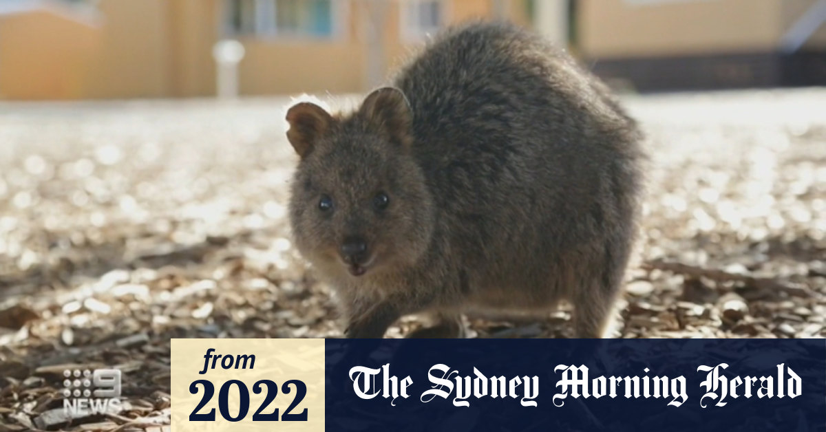 Video: Fears for world's happiest animal