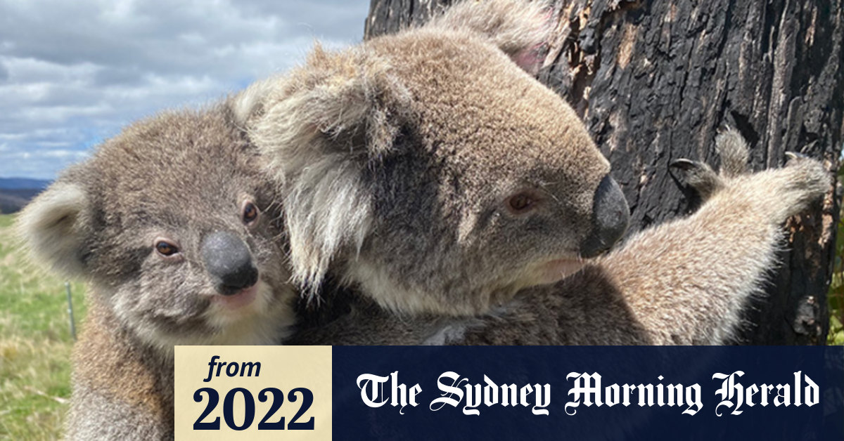 Video: Genetic mapping key to protecting vulnerable koalas