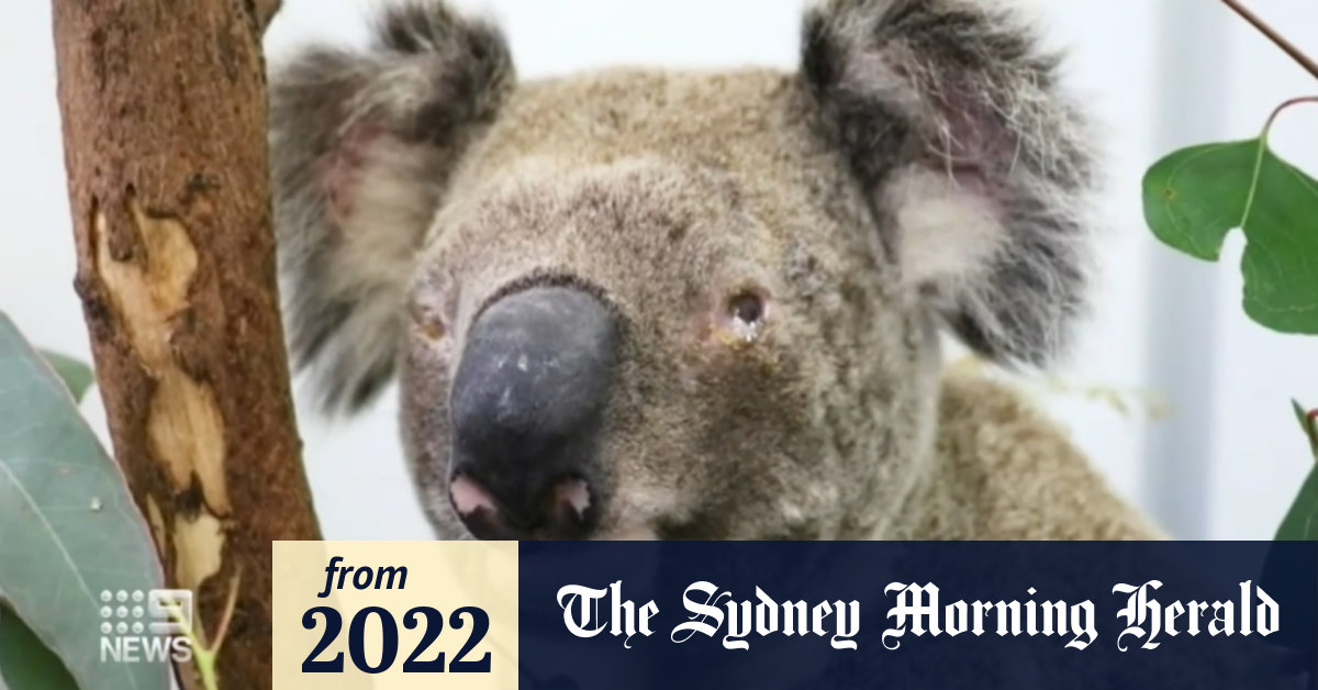 Video: New vaccine to combat Koala chlamydia