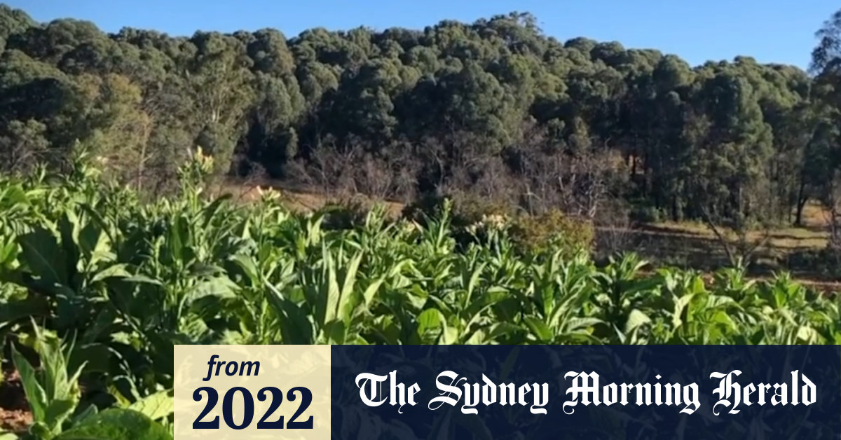 Video: ATO raid illegal tobacco farms in NSW