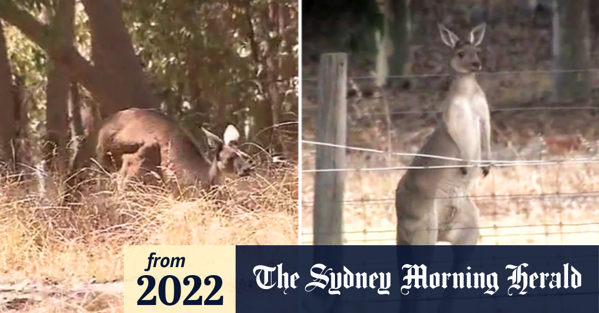Video: Kangaroo kills man in Western Australia