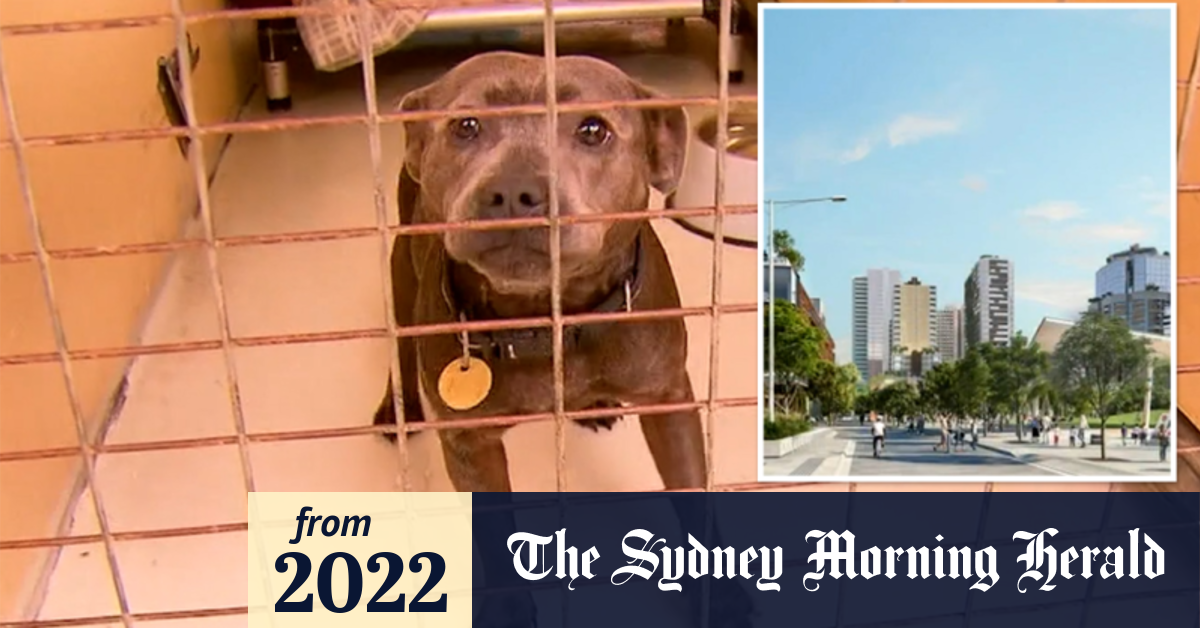 Video: North Melbourne's Lost Dogs' Home in search of a new home