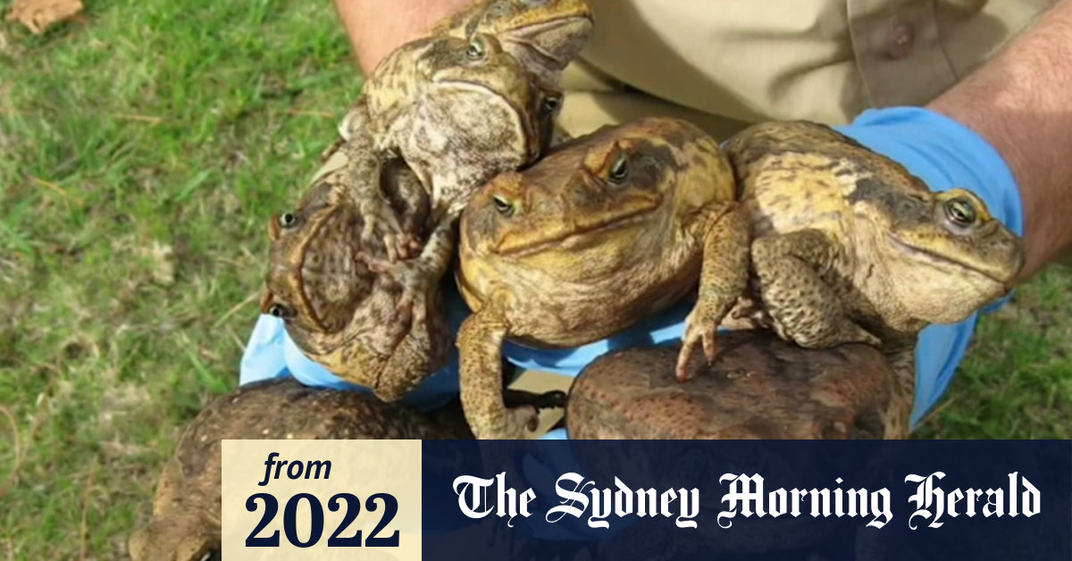 Video: Queensland cane toad found in Sydney